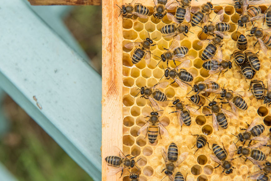 Burhill and the Environment - Burhill Primary School